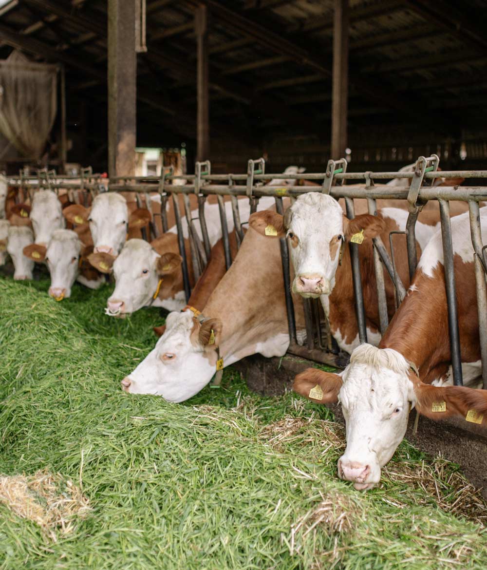 Gallery Page - Agrocasa Venezuela